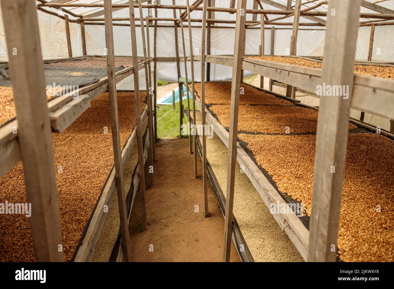 Freshly dried coffee beans are ready for processing Stock Photo - Alamy