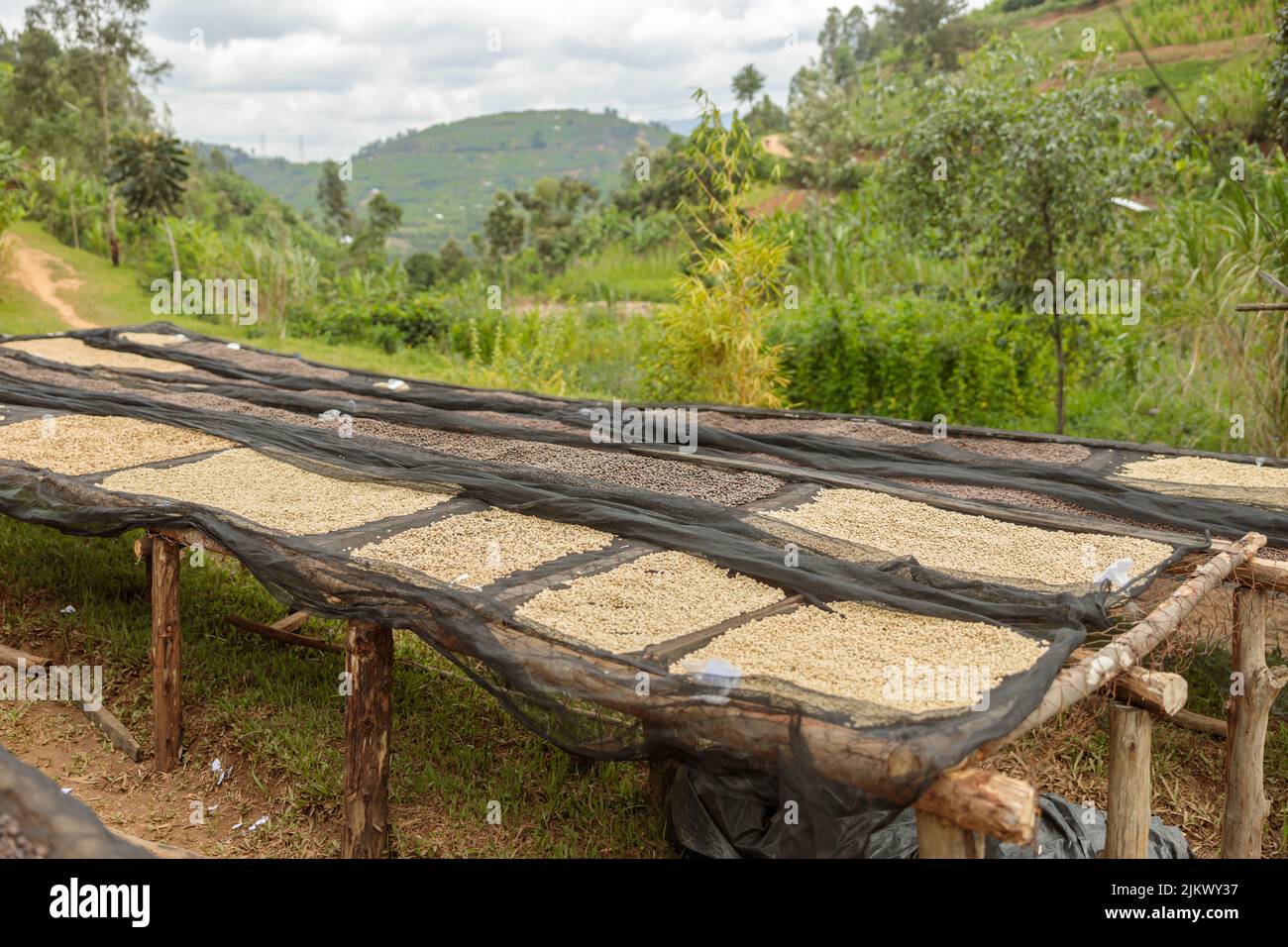 Coffee natural drying process at washing stationat coffee farm Stock ...
