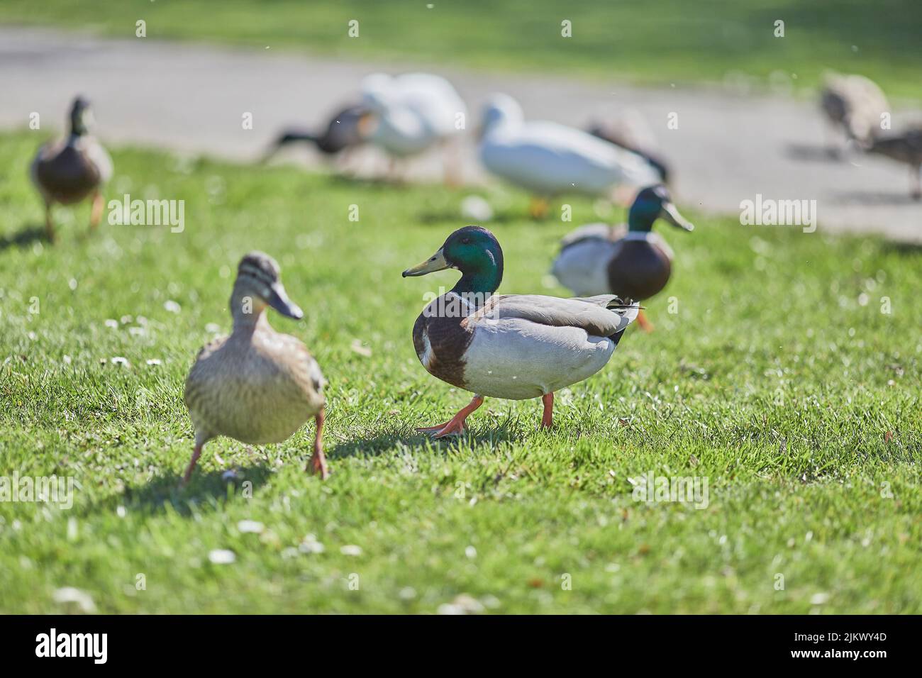 Beautiful shot ducks swans hi-res stock photography and images - Alamy