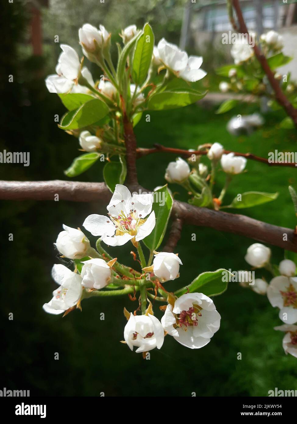 beautiful white flower blooming tre Stock Photo - Alamy