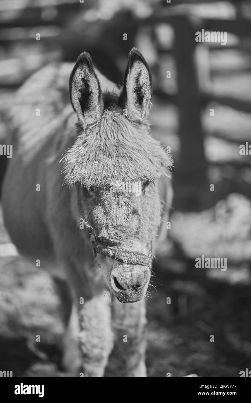 A grayscale portrait of a beautiful mule standing in the farm on a ...