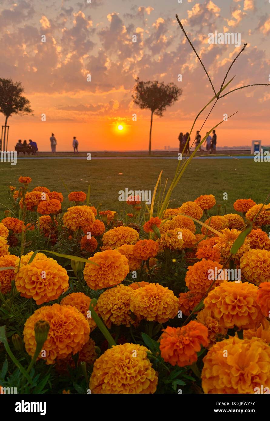 Marigolds in the sunset hi-res stock photography and images - Alamy
