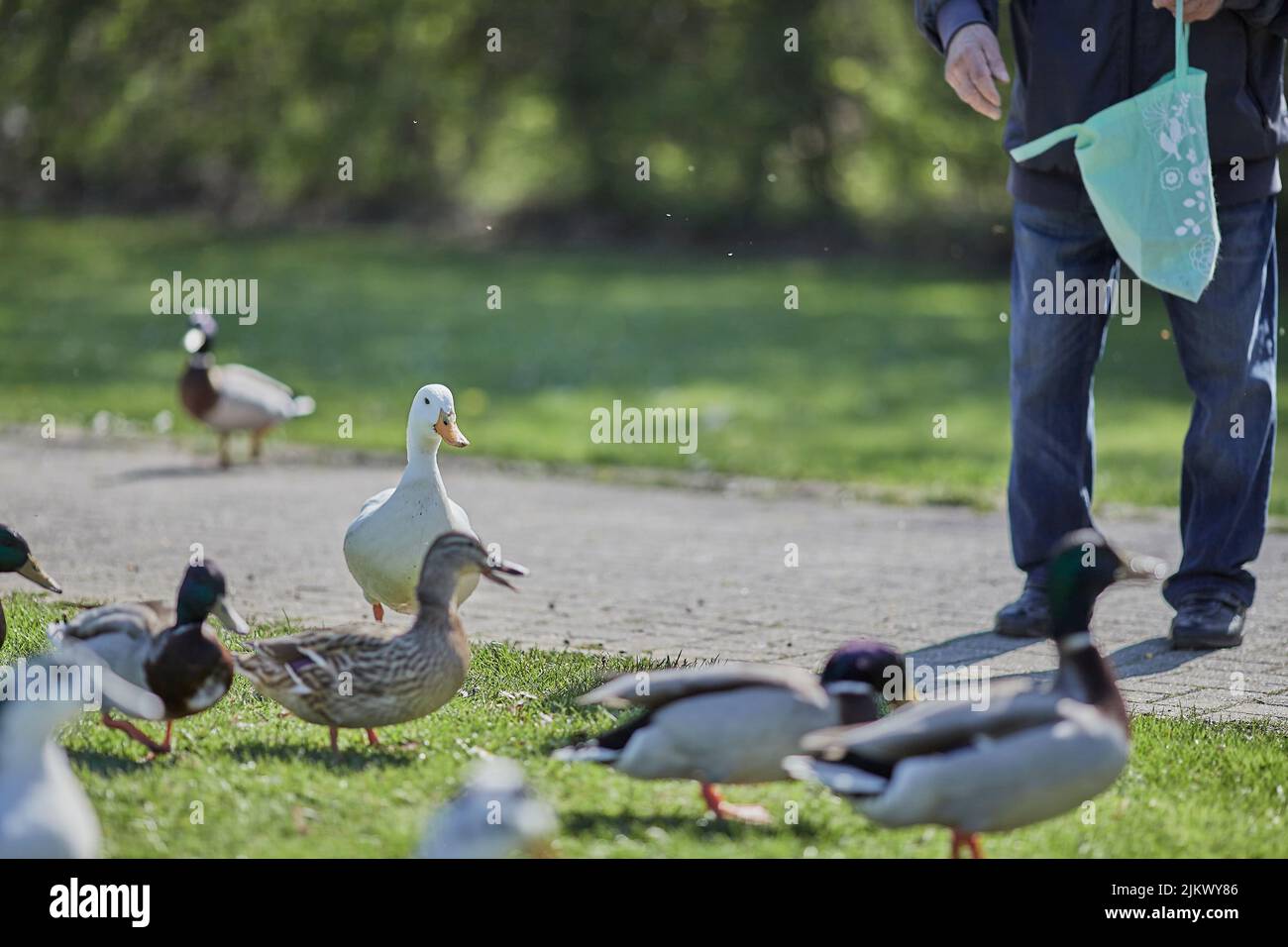 Adult domestic hi-res stock photography and images - Alamy