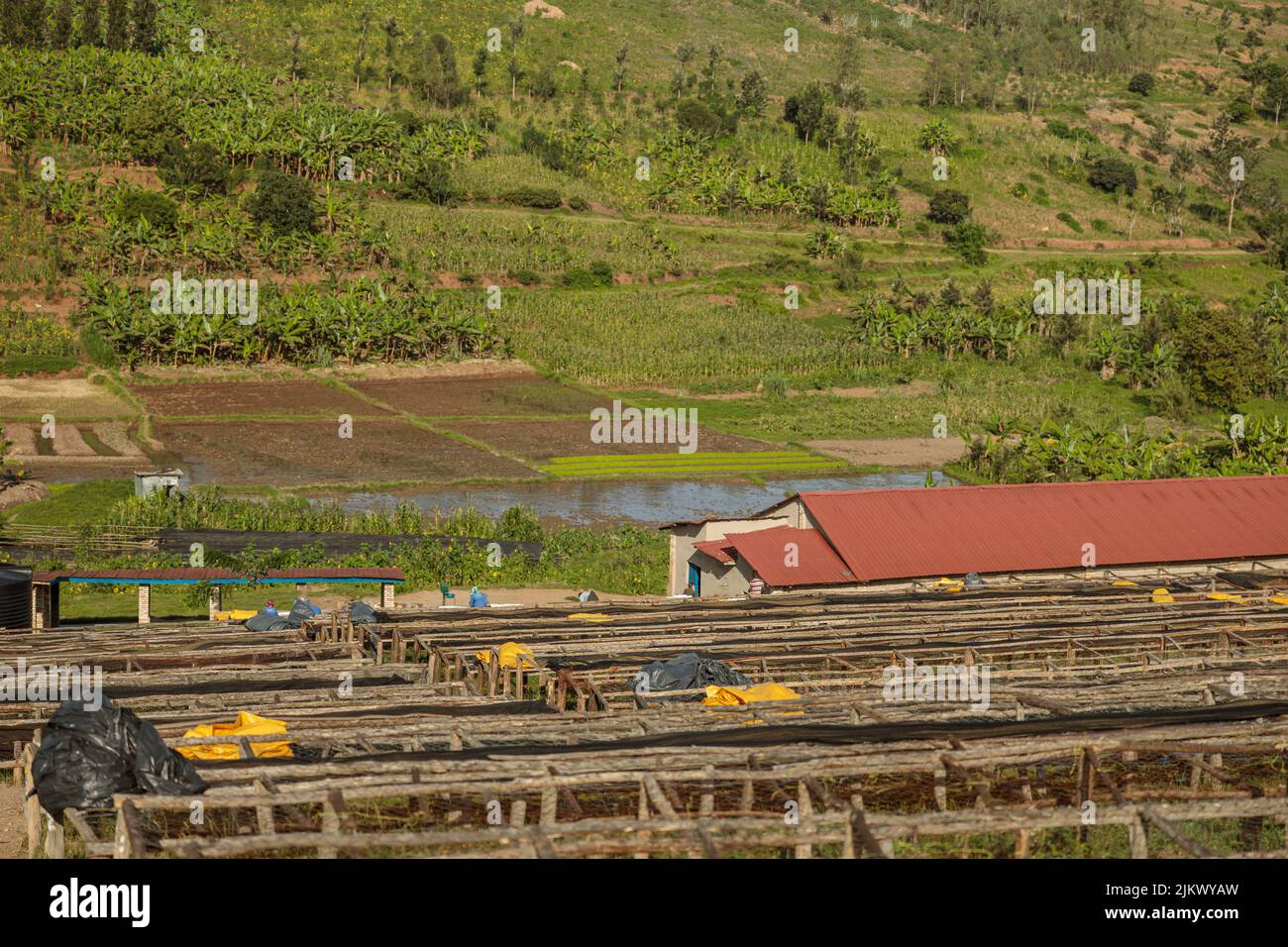 Coffee natural drying process at washing station at Eastern Africa ...