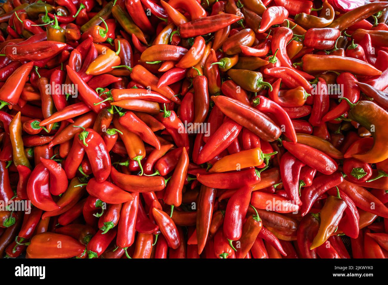 A lot of red peppers, capsicum or spicy, as a background for ...