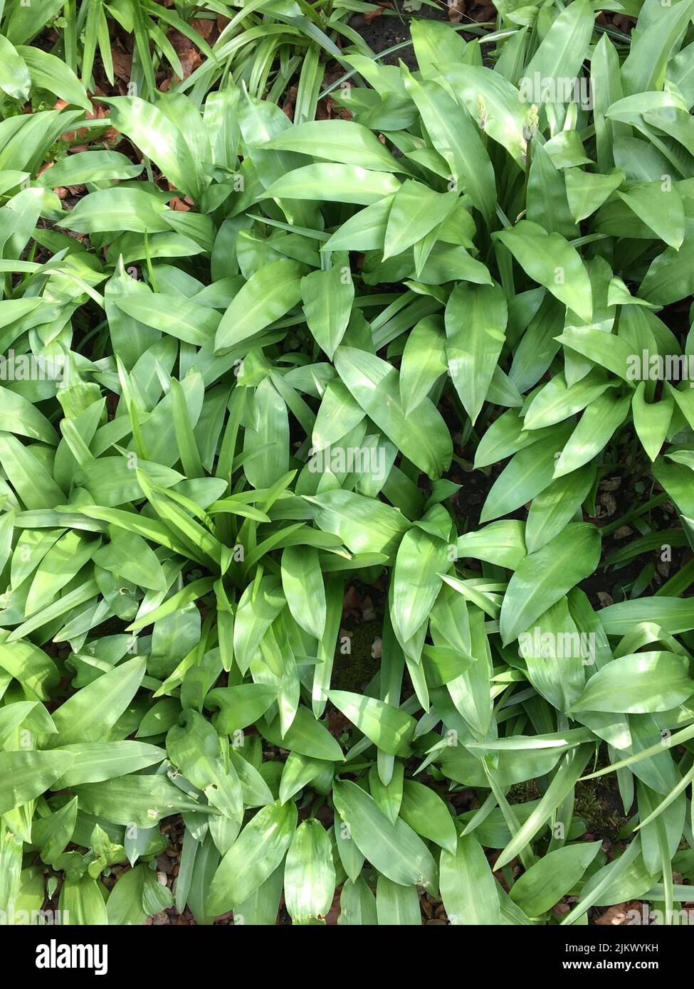 Ramsons plant hi-res stock photography and images - Alamy