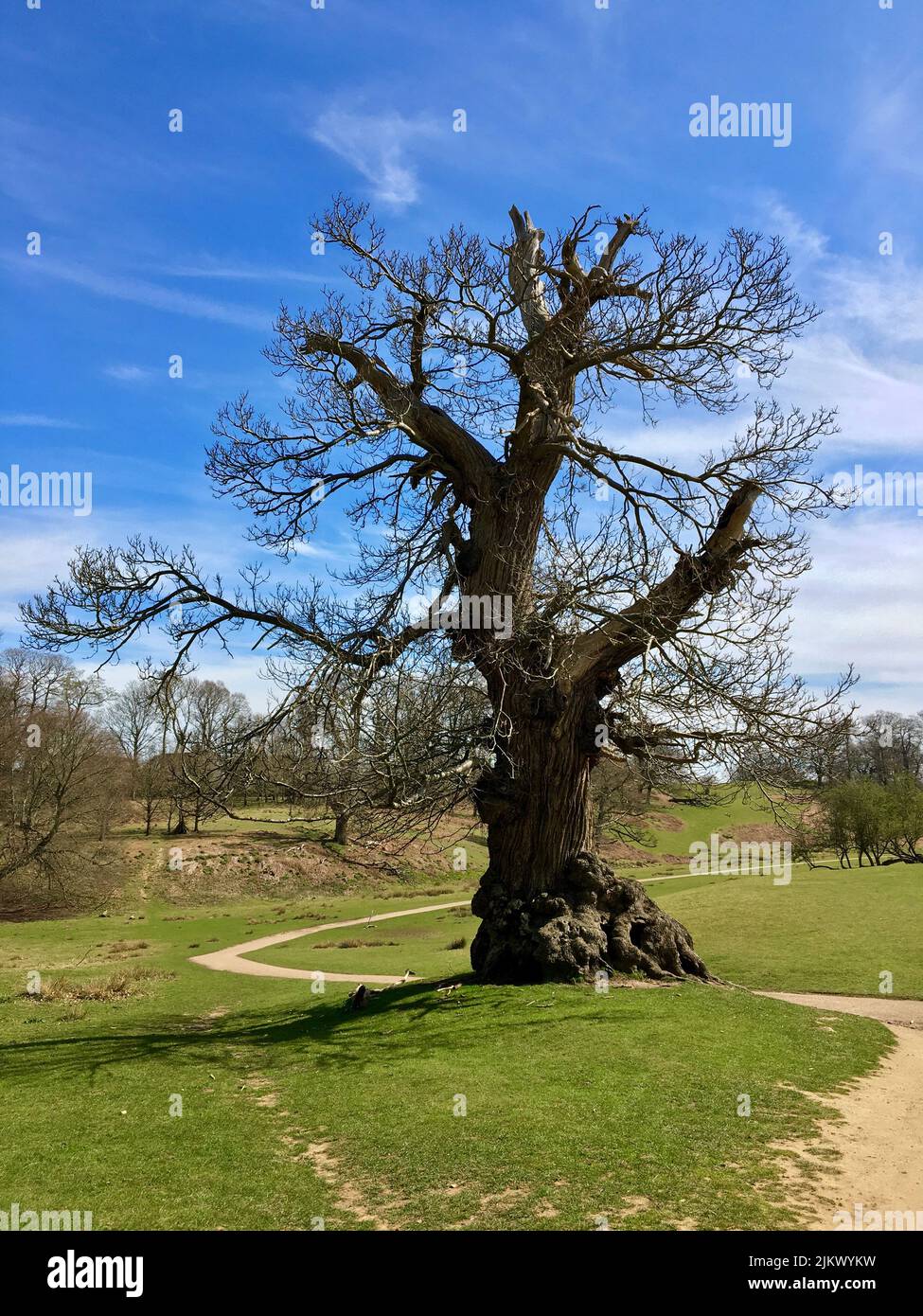 a vertical shot of a oak tree in The Oak Guillotin Cultural landmark in ...