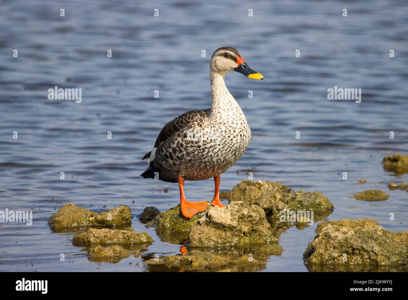 Gray duck hi-res stock photography and images - Alamy