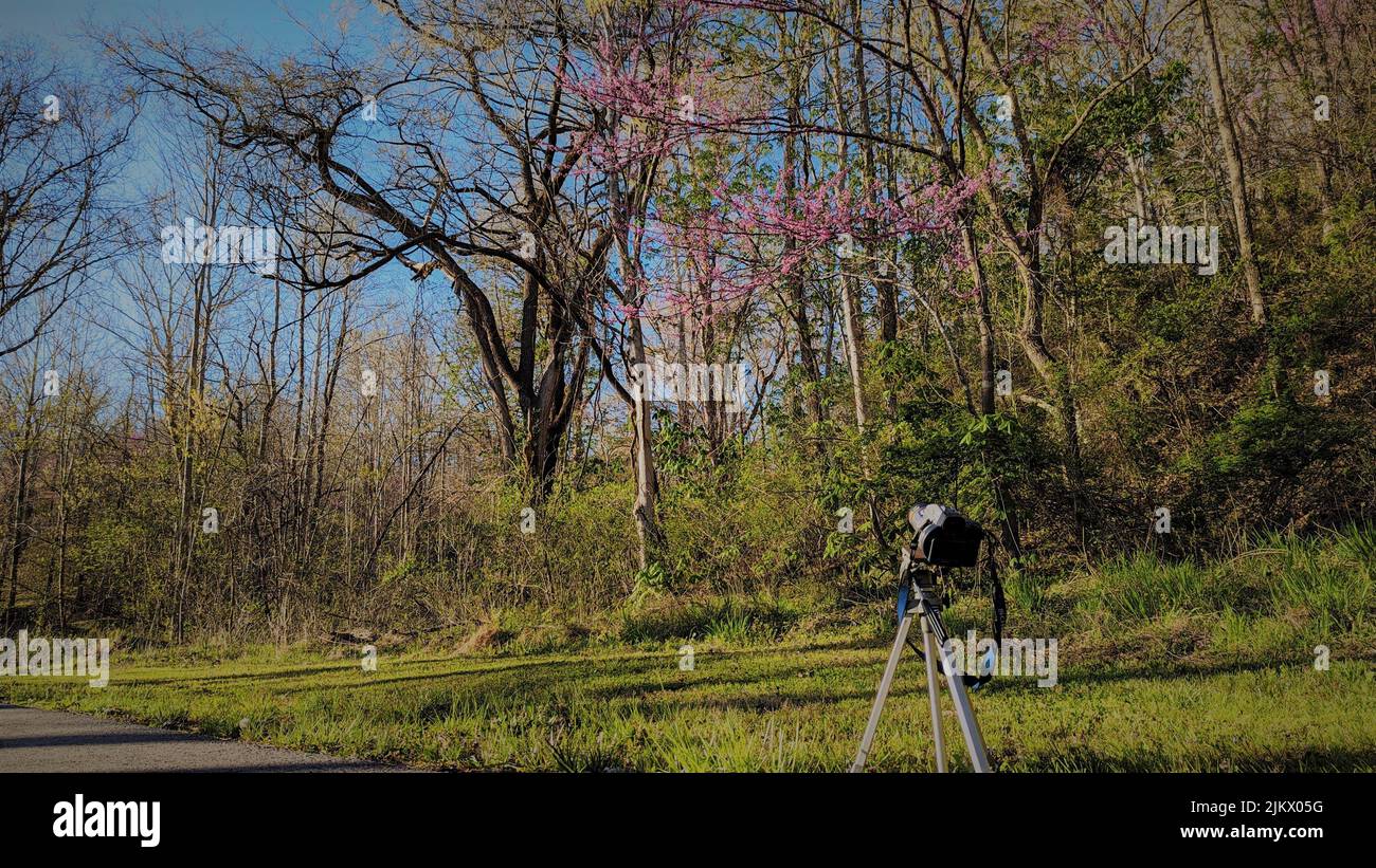 A camera on a stand against tall trees under a clear sky Stock Photo ...