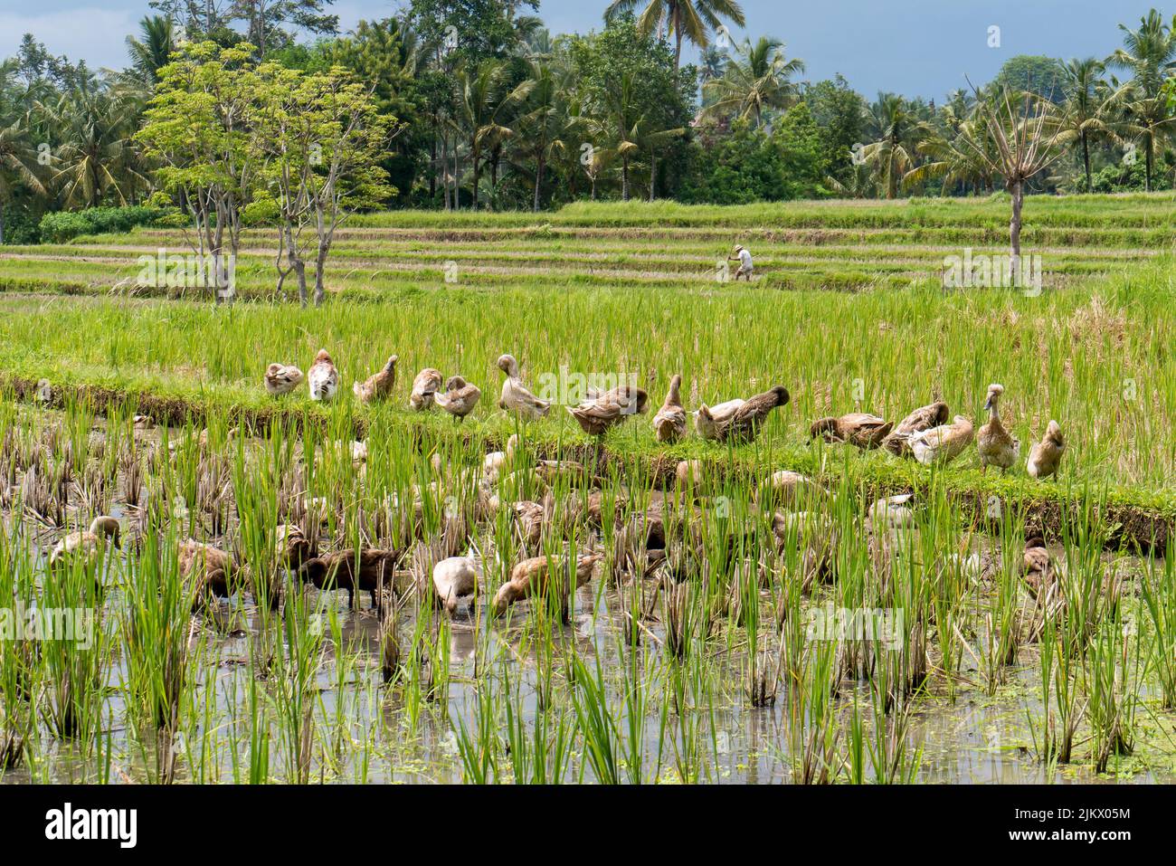 Ducks on rice field in hi-res stock photography and images - Alamy