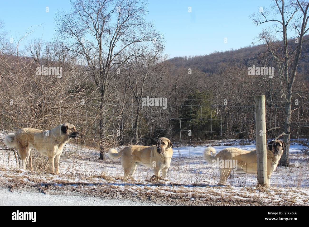 A closeup shot of Kangal dogs behind wire fences in winter Stock Photo ...