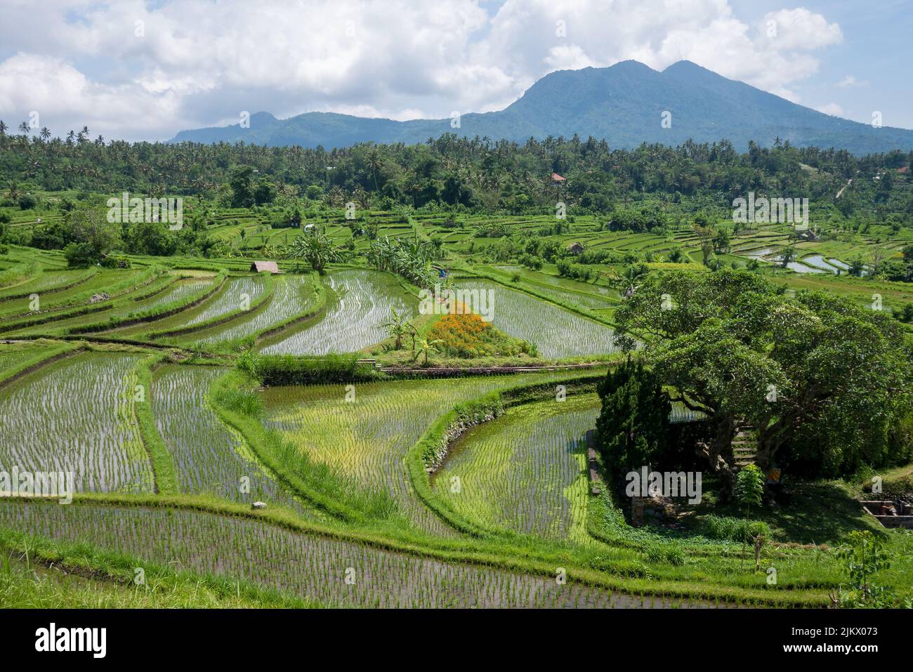 A natural view of the rice fields and greenery in Bali, Indonesia Stock ...