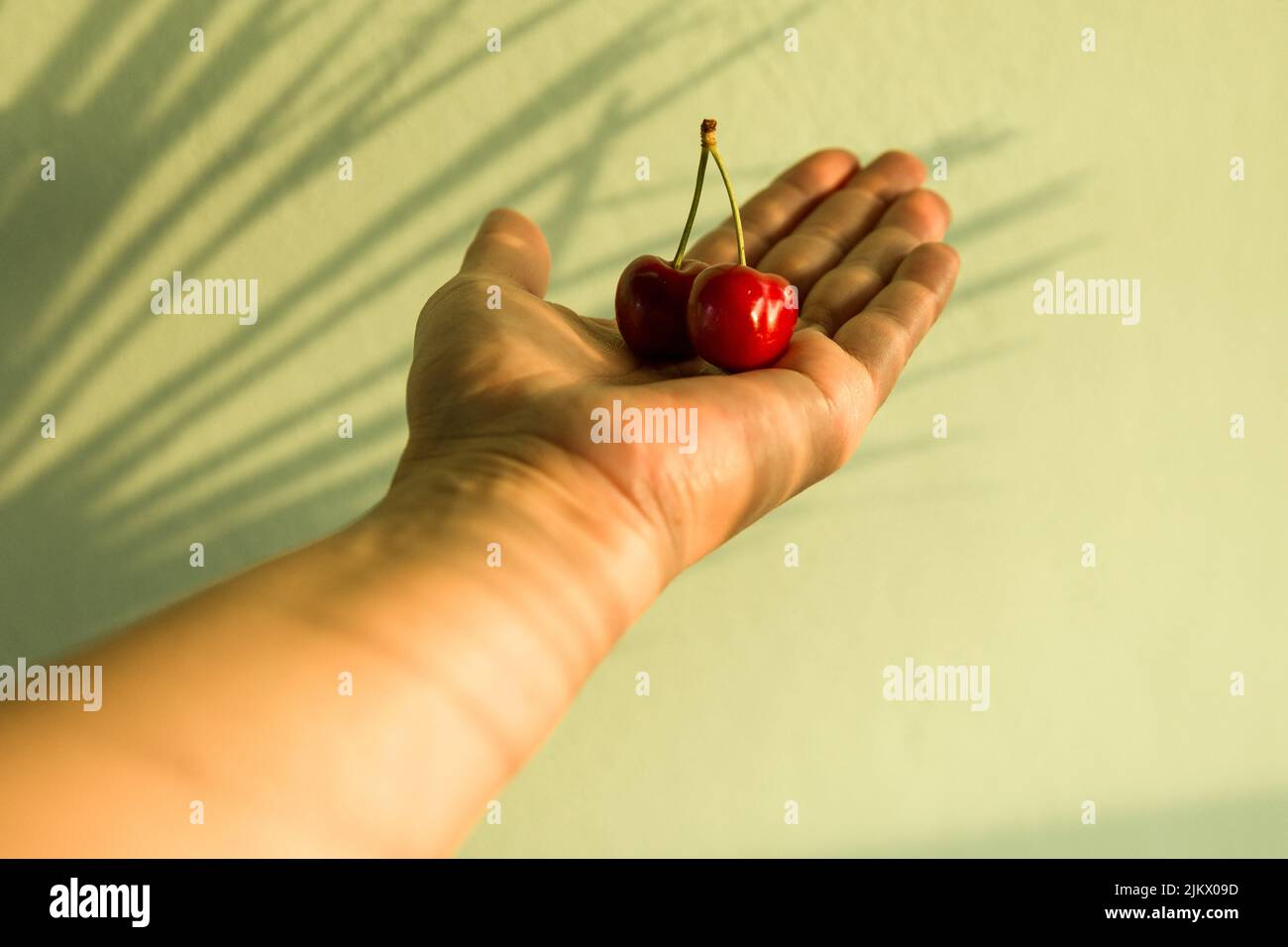 Red sweet cherries in womans hand against green yellow stucco wall ...