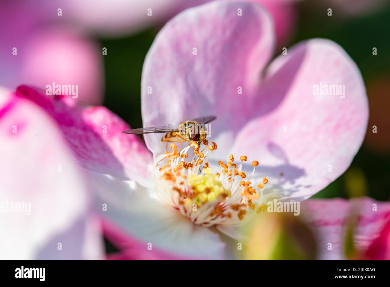 Tongue eating black background hi-res stock photography and images - Alamy