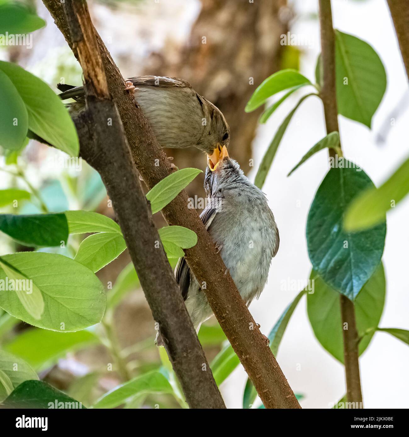 a baby sparrow fed by its mother Stock Photo - Alamy a baby sparrow fed by its mother Stock Photo - Alamy