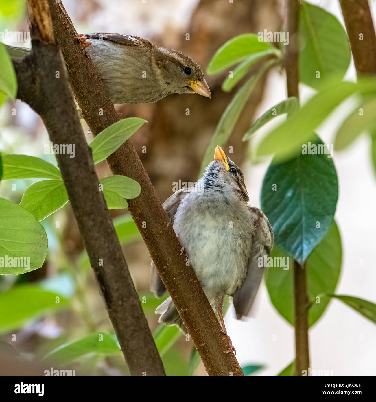 a baby sparrow fed by its mother Stock Photo - Alamy a baby sparrow fed by its mother Stock Photo - Alamy