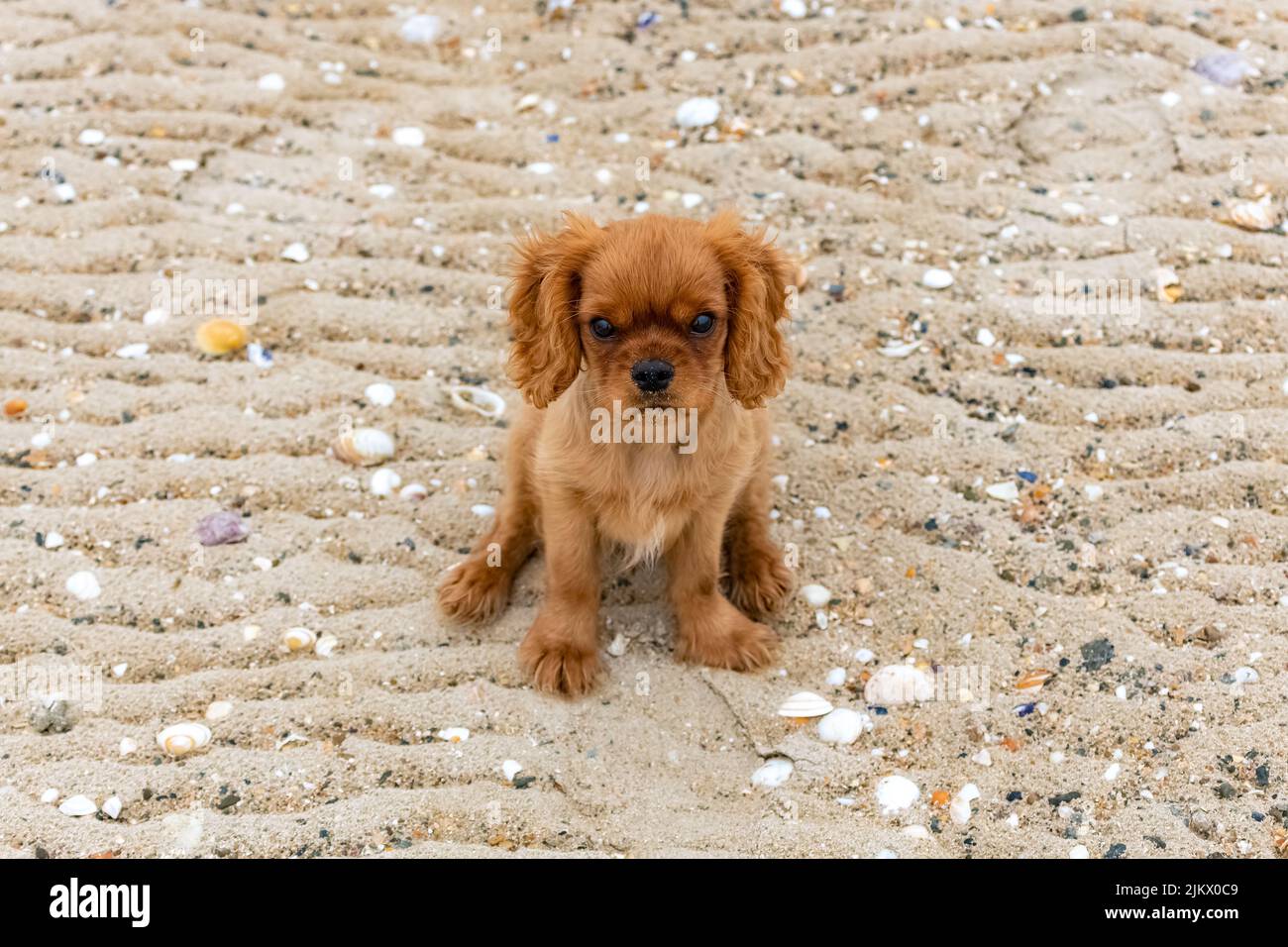 A dog cavalier king charles, a ruby puppy sitting on the beach with a ...
