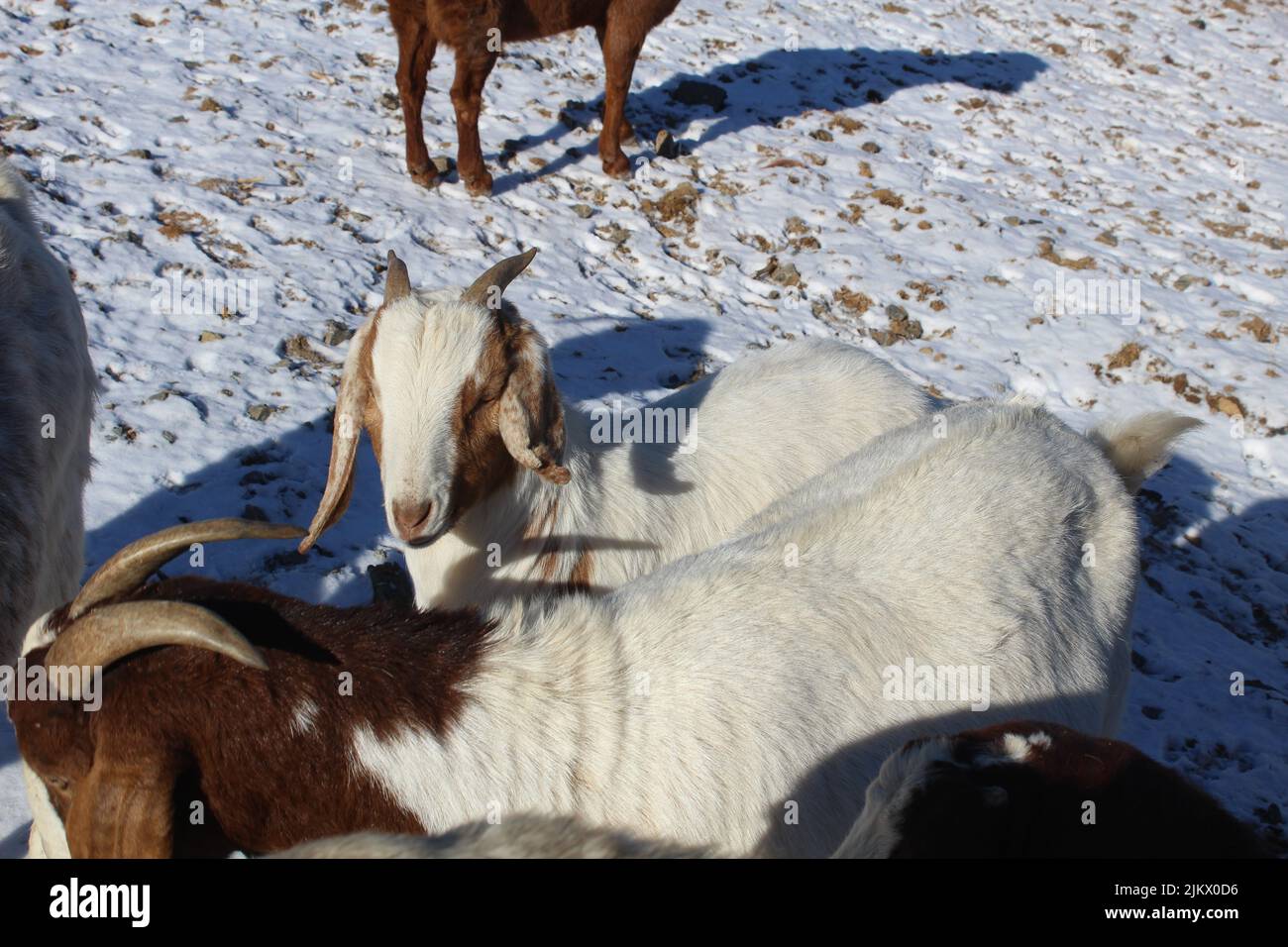 A view of brown and white goats standing on snowy ground Stock Photo ...