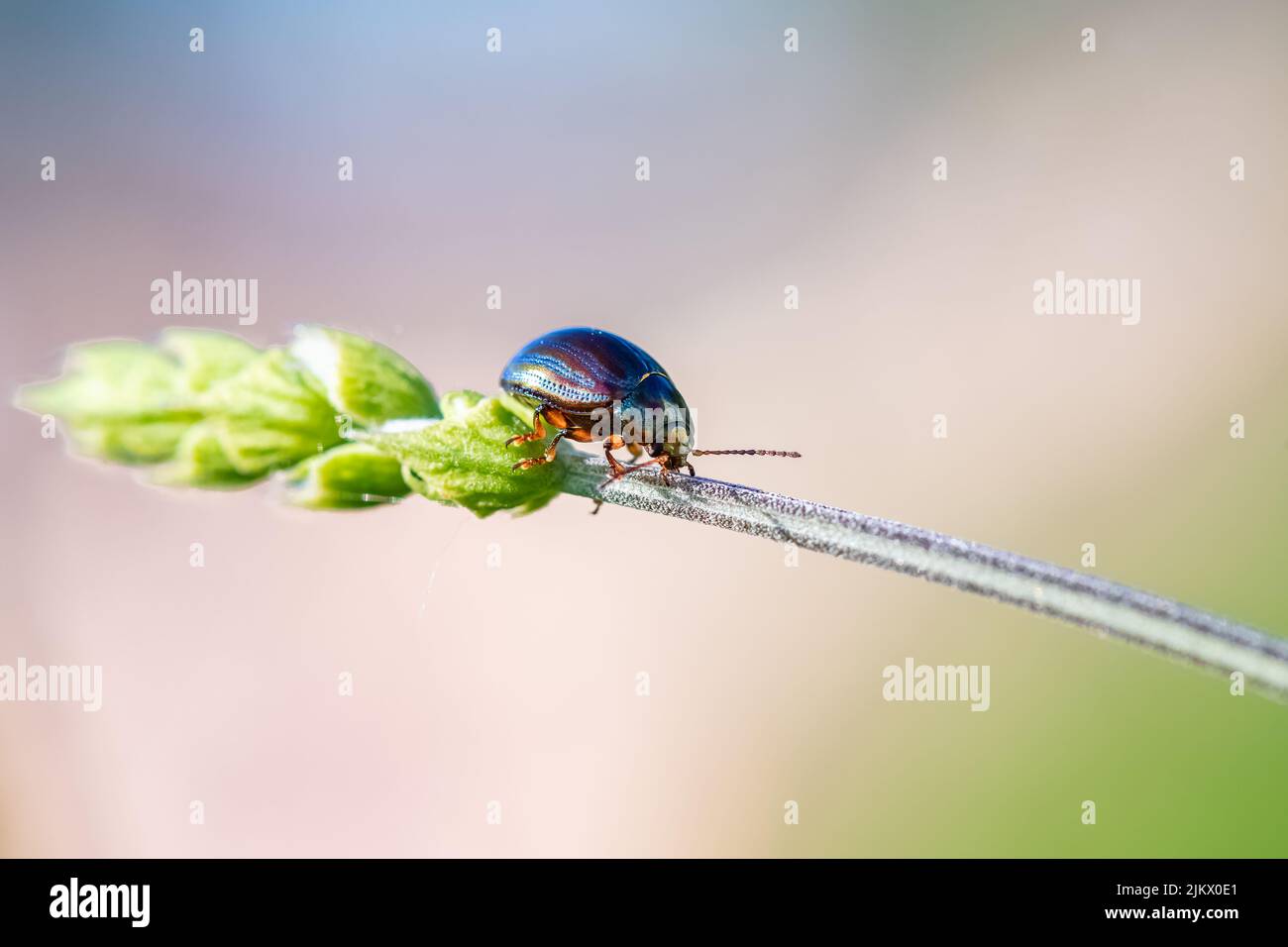 rosemary beetle, Chrysolina americana, insect walking on a stem Stock ...