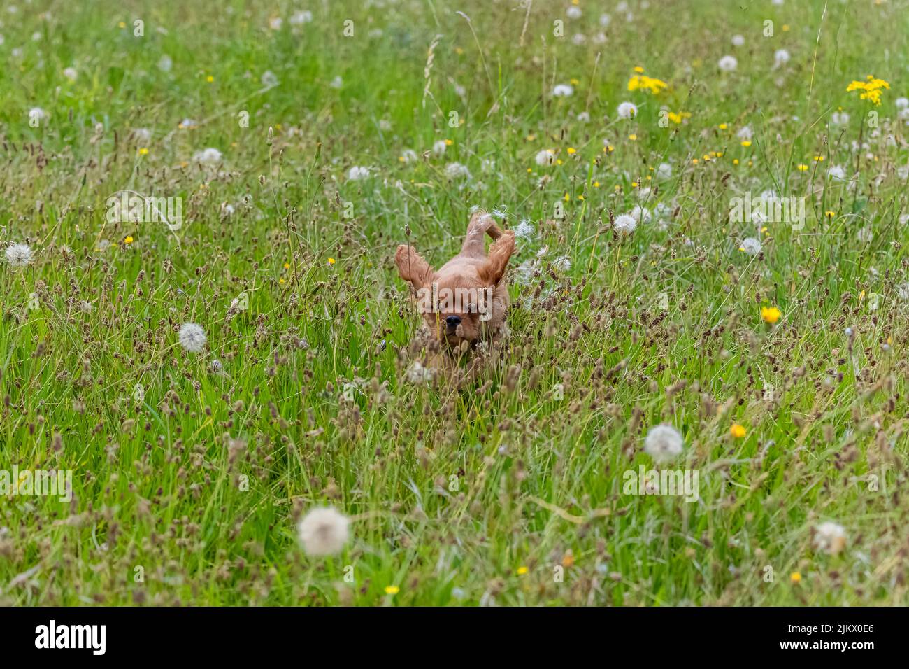 A dog cavalier King Charles, portrait of a cute ruby puppy running in a ...