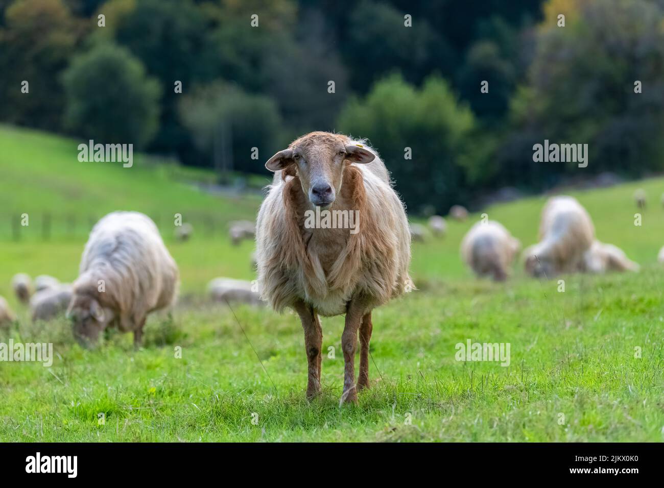 One sheep in a field in the pays basque, profile Stock Photo - Alamy