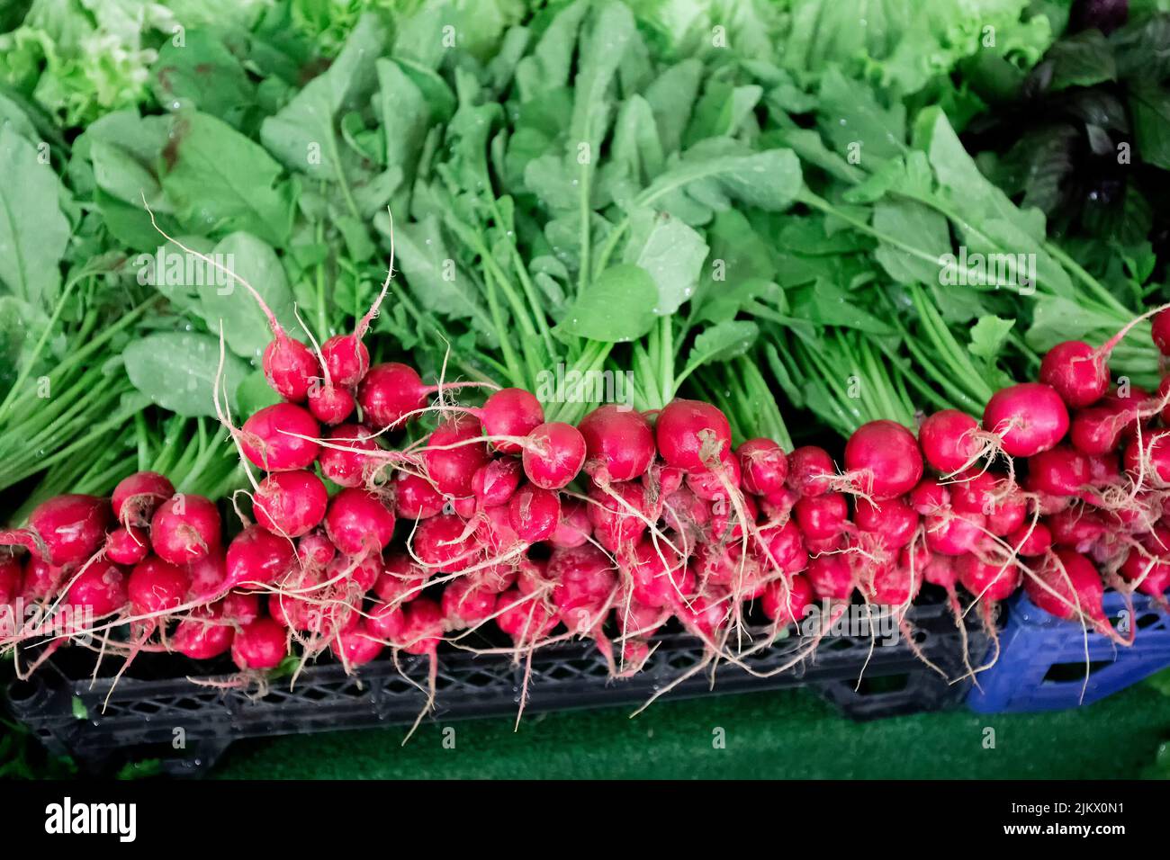 radish with root vegetables and herbs on the counter of the Saturday ...