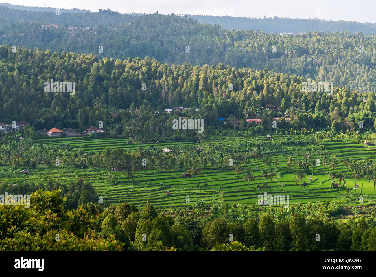 A natural view of the rice fields and greenery in Bali, Indonesia Stock ...