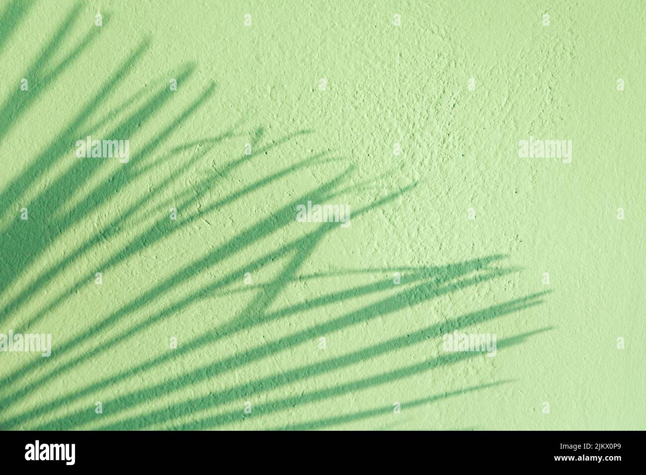 Blurred palm tree leaf's shadows on green turquoise blue stucco wall ...