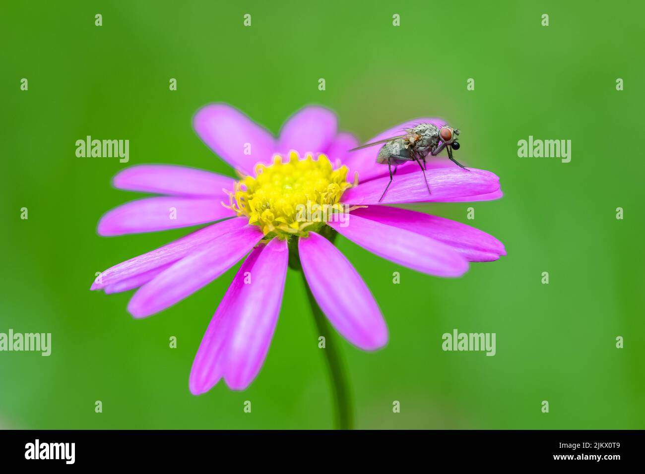 A fly standing on a violet petal in the garden Stock Photo - Alamy