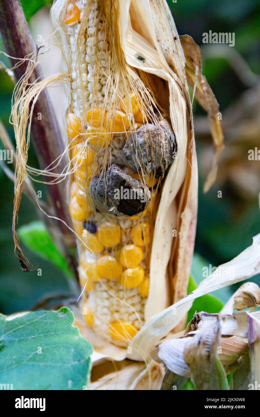 close view of the huitlacoche fungus that grows on corn Stock Photo - Alamy