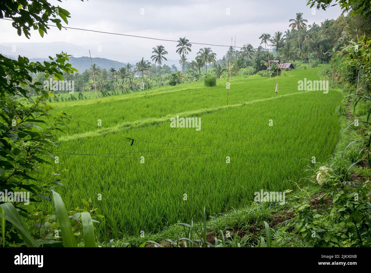 A natural view of the rice fields and greenery in Bali, Indonesia Stock ...