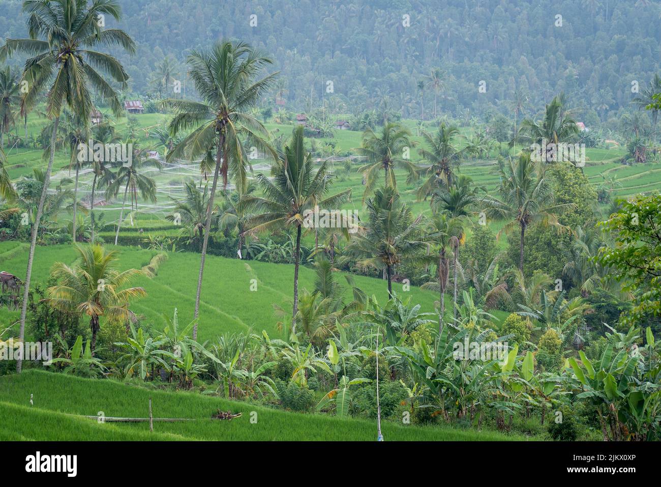 A natural view of the rice fields and greenery in Bali, Indonesia Stock ...