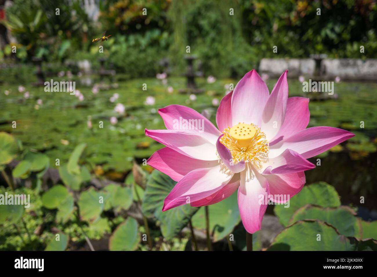 Bloomed lotus flower hi-res stock photography and images - Alamy
