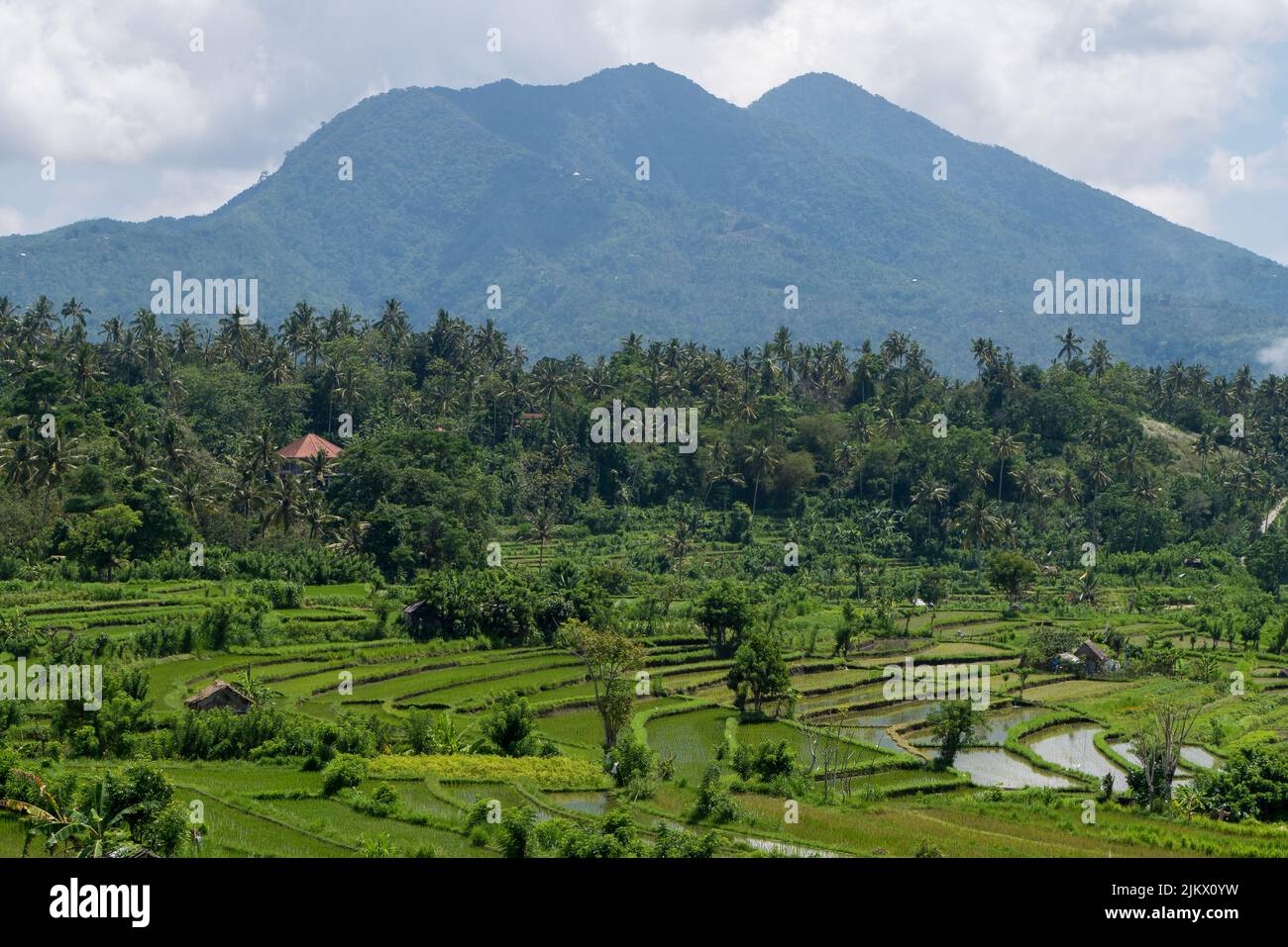 A natural view of the rice fields and greenery in Bali, Indonesia Stock ...