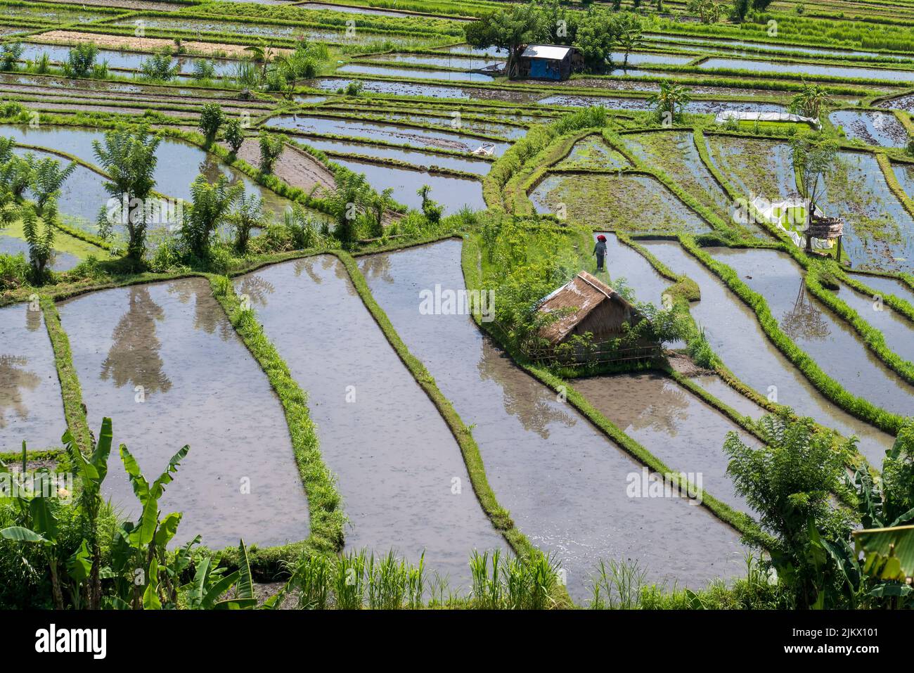 A natural view of the rice fields and greenery in Bali, Indonesia Stock ...