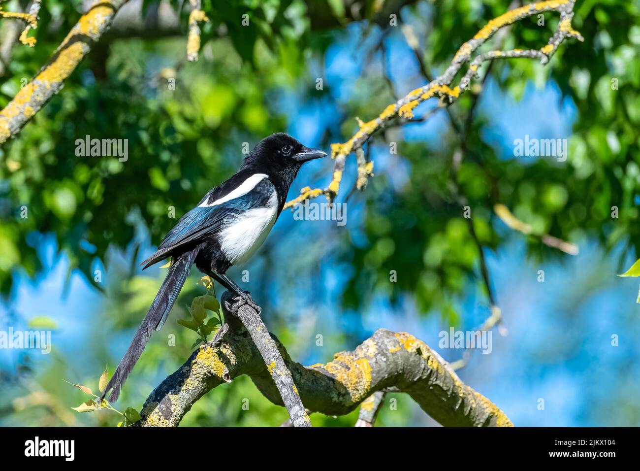 An eurasian Magpie, Pica pica, beautiful bird Stock Photo - Alamy