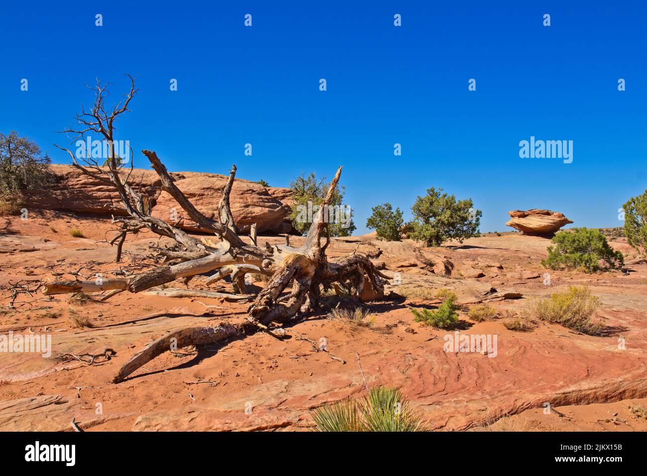 Dead american indians hi-res stock photography and images - Alamy