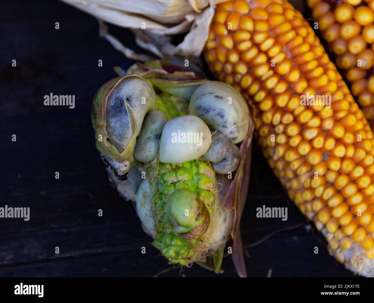 Black aztec corn hi-res stock photography and images - Alamy