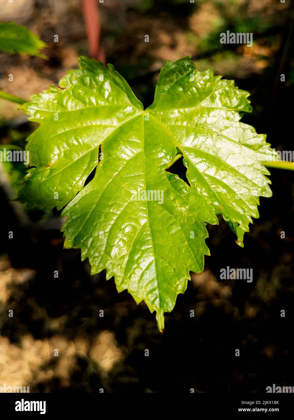 Grapes leaf hi-res stock photography and images - Alamy