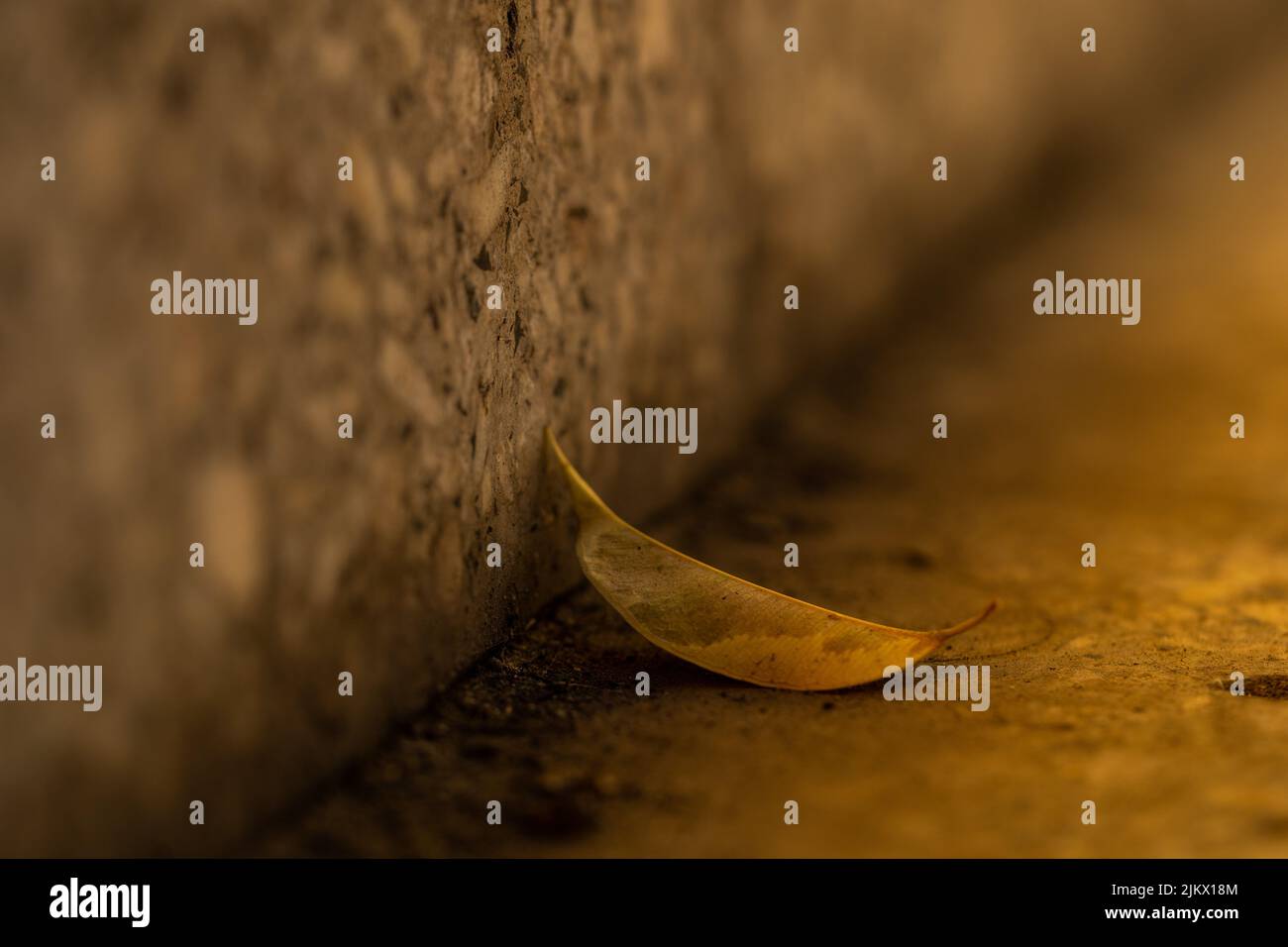 Fallen leaf texture hi-res stock photography and images - Alamy