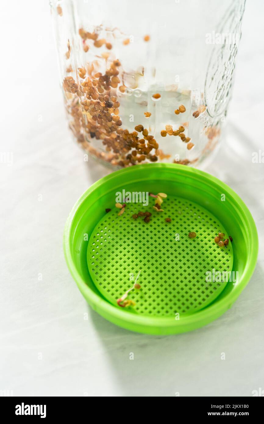 Growing sprouts in a jar Stock Photo - Alamy