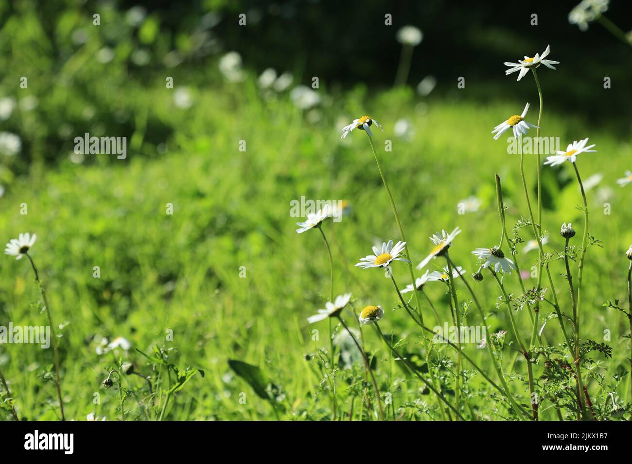 Wild daisy flowers growing on meadow. White chamomiles on green grass ...