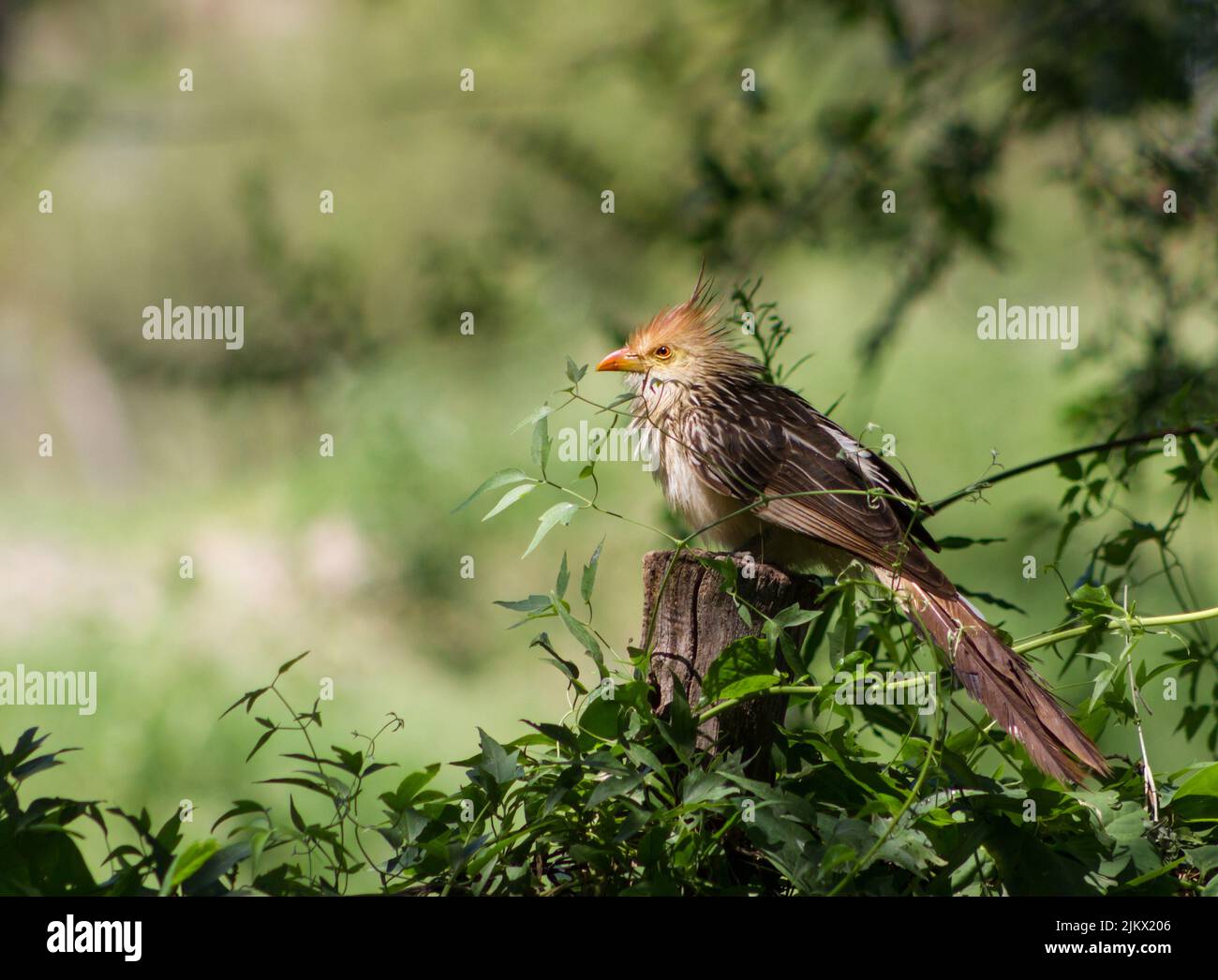 specimen of Guira guira in the mountains of cordoba Argentina Stock ...