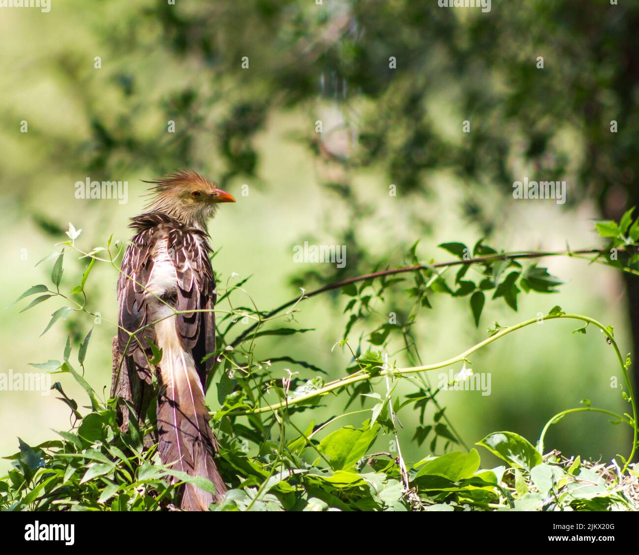 specimen of Guira guira in the mountains of cordoba Argentina Stock ...