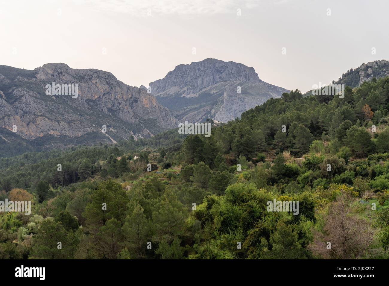 A beautiful shot of green trees growing on a hill in the background of ...