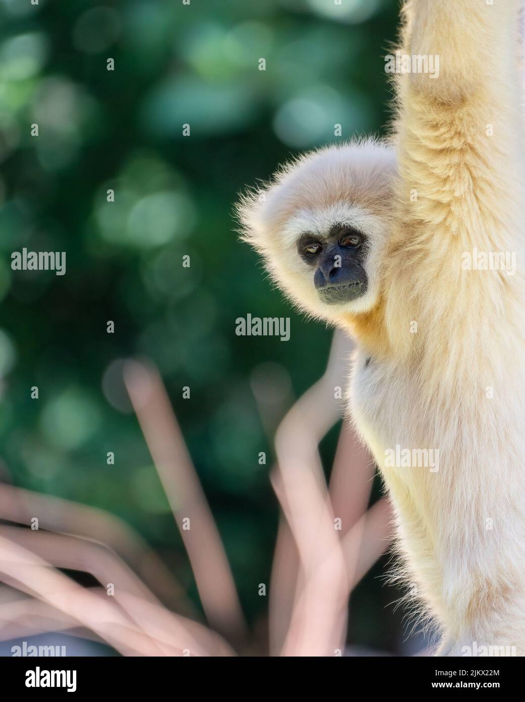 Little white monkey hi-res stock photography and images - Alamy