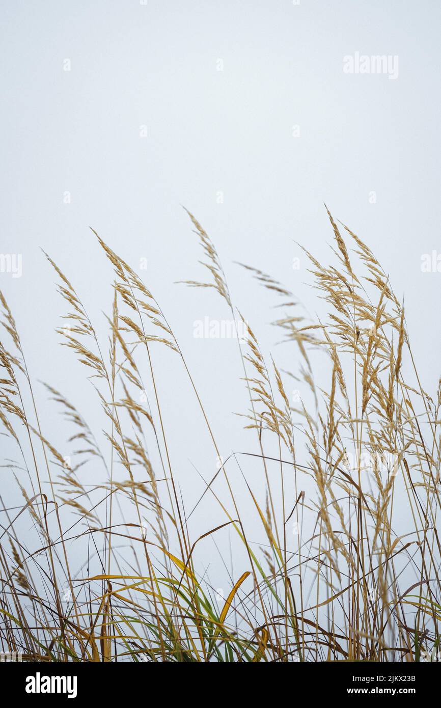 Rustling reeds in the wind Stock Photo - Alamy