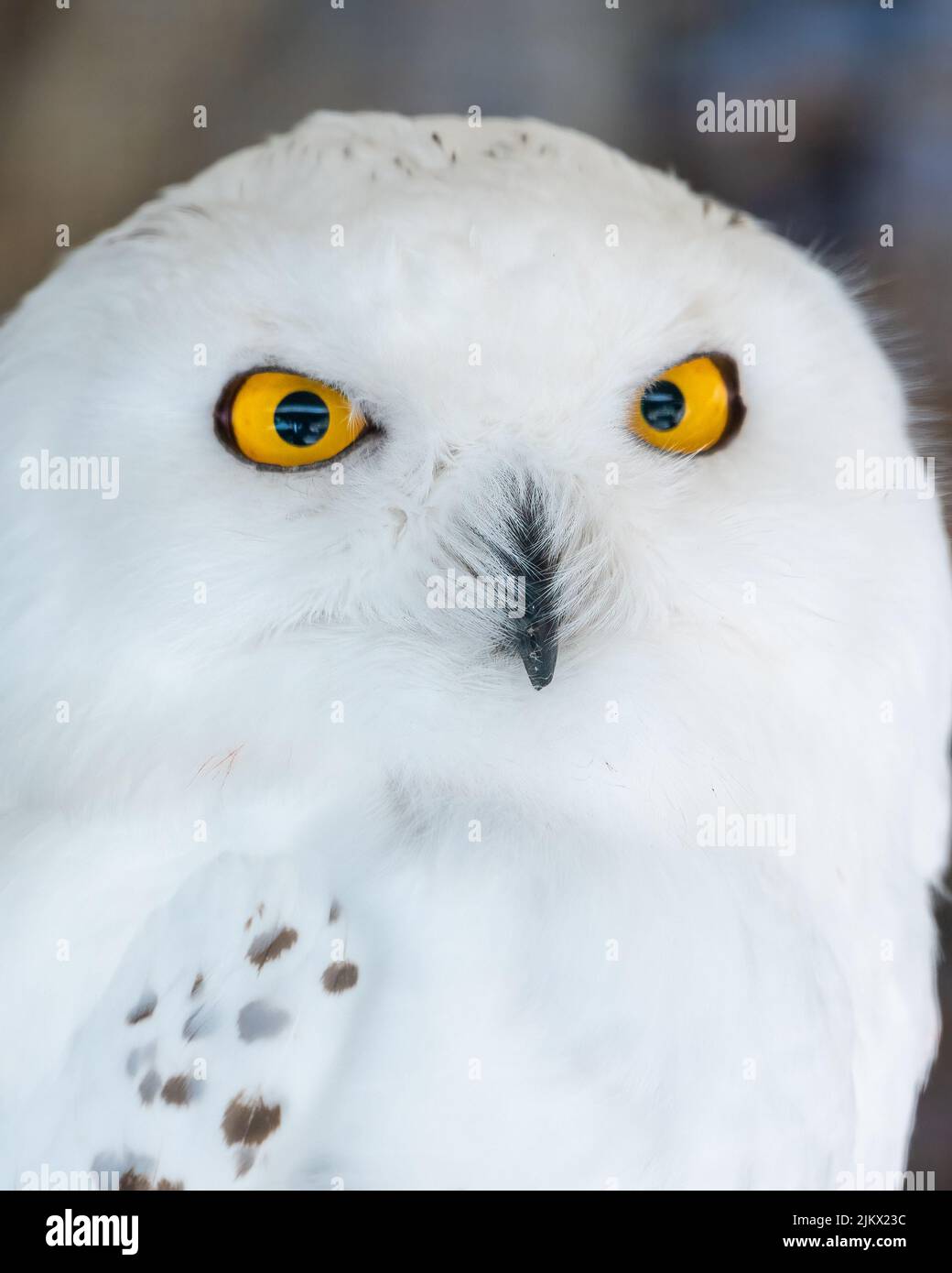 A vertical shot of a white owl head with big yellow eyes and a sharp ...