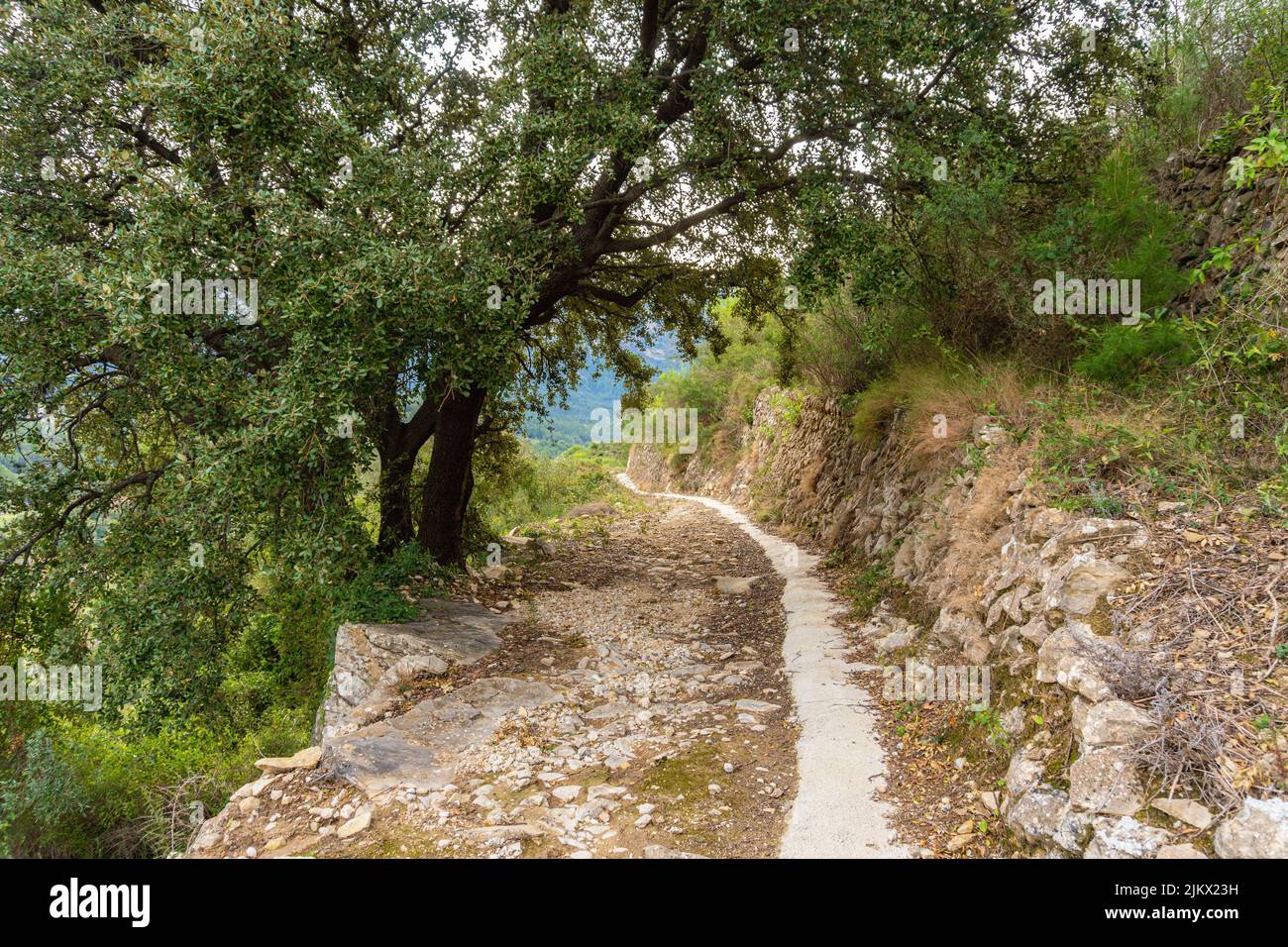 A narrow rocky path in the woods surrounded by trees and plants Stock ...