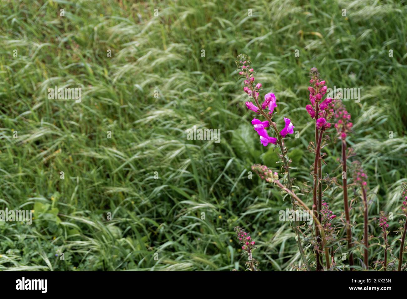Fireweeds hi-res stock photography and images - Alamy